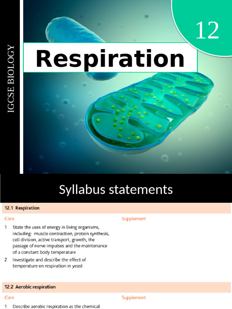 IGCSE Respiration (Edited 2024) | PDF | Cellular Respiration | Carbon ...