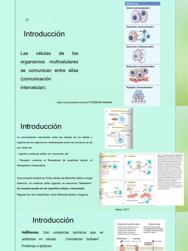 Comunicación y regulación hormonal celular | PDF | Receptor (Bioquímica ...