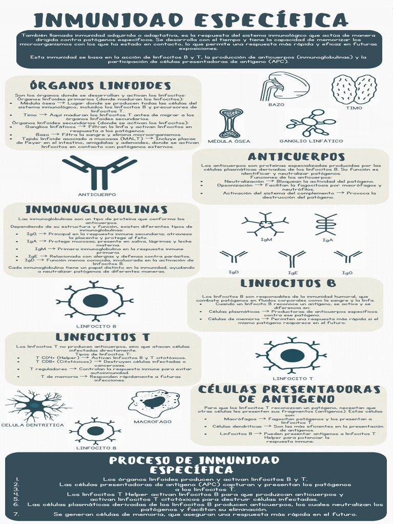 Inmunidad Específica | PDF | Linfocitos | Sistema inmune