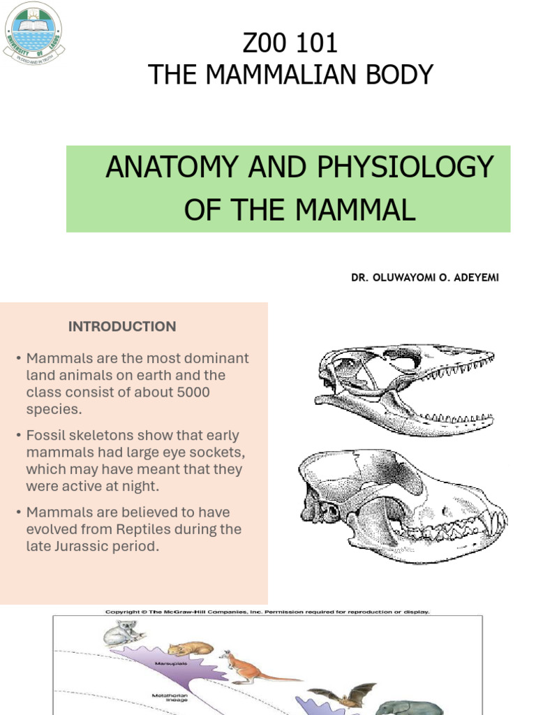 ZOO 101 - The Mammalian Body Lecture - Anatomy and Physiology of The Mammalia | PDF | Mammals ...