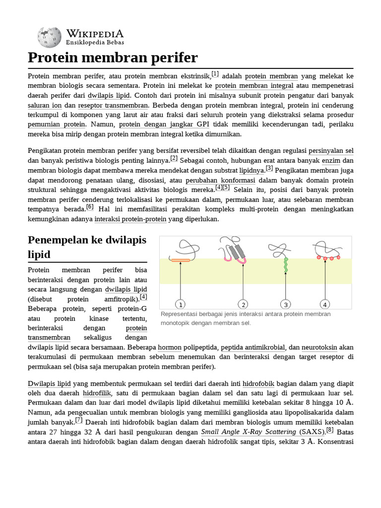 Protein Membran Perifer | PDF
