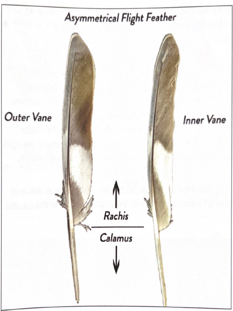 Anatomía de la pluma | PDF