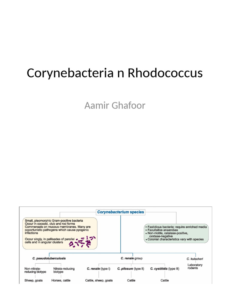 Corynebacteria n Rhodococcus (22-04-2022) | PDF