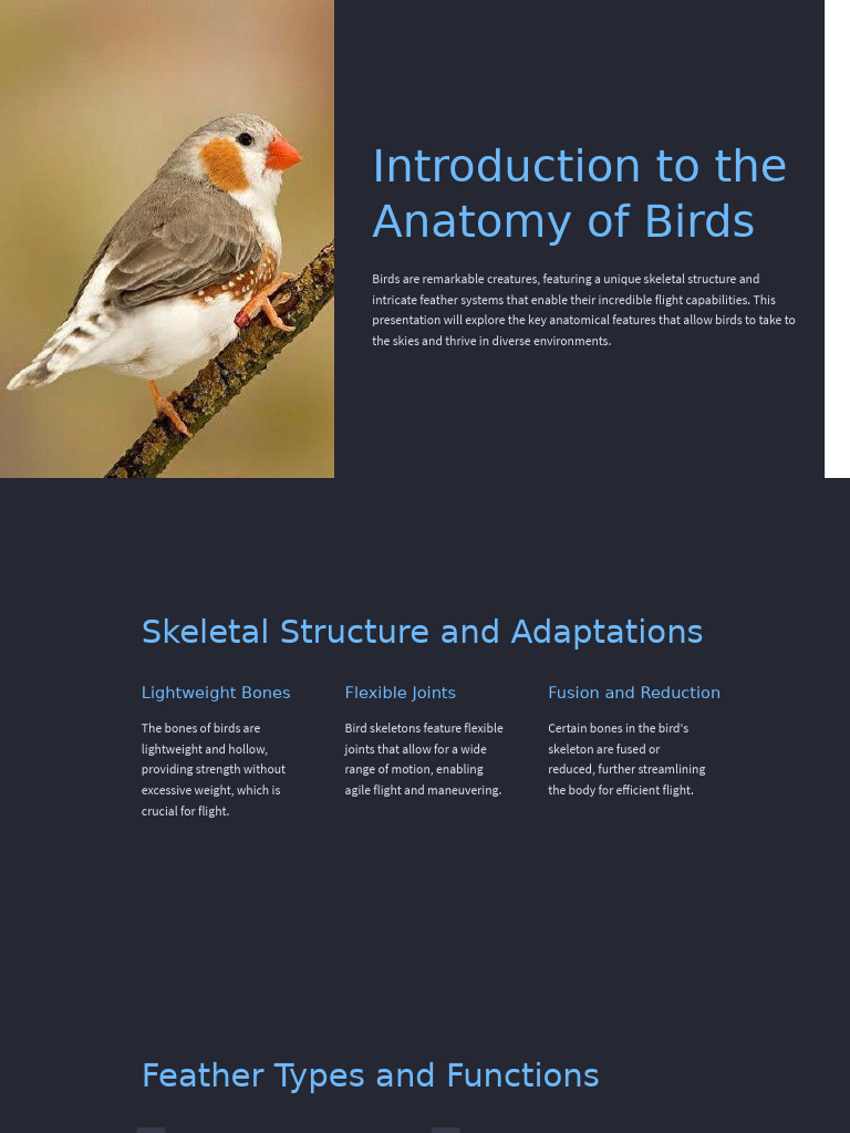 Introduction To The Anatomy of Birds | PDF