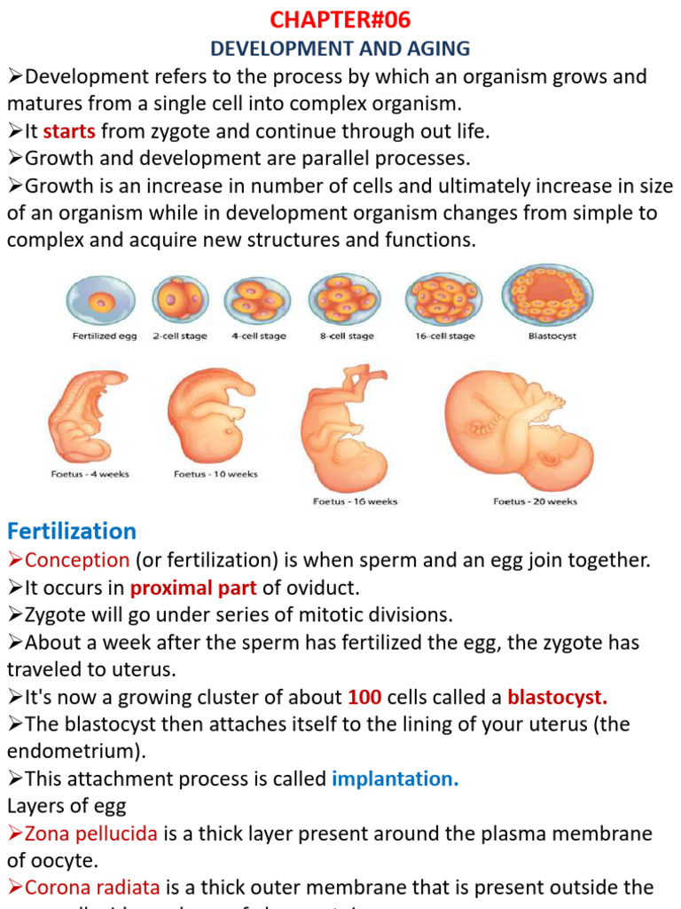 Development and Aging: Key Processes | PDF | Egg | Embryo