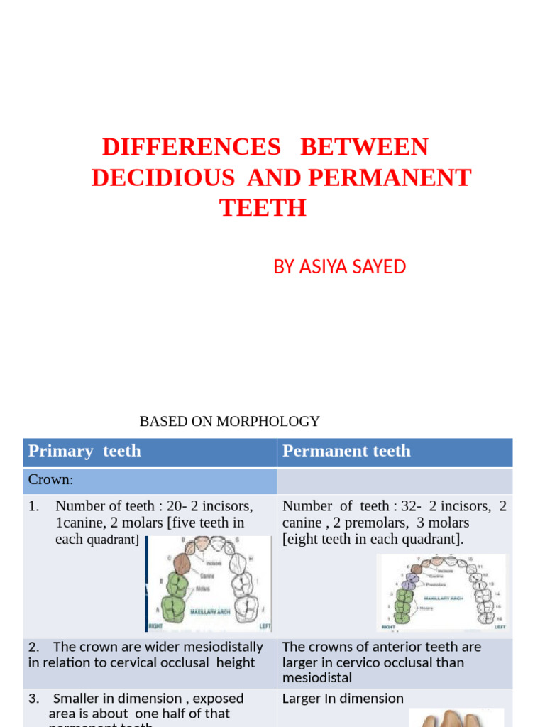 Differences Between Decidious and Permanent Teeth | PDF | Dentin ...