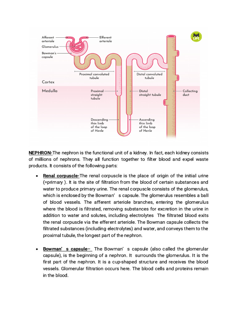 NEPHRON | PDF | Urination | Kidney