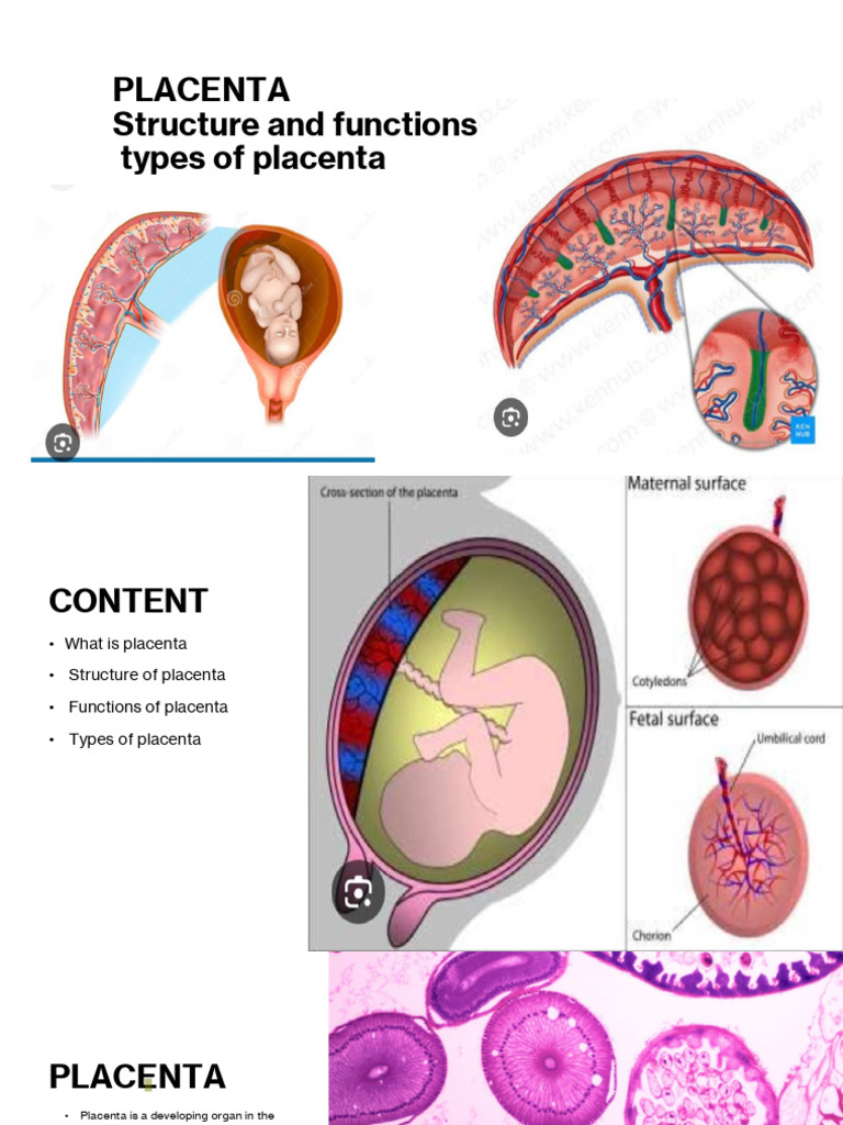 Placenta Structure and Functions | PDF | Placenta | Uterus