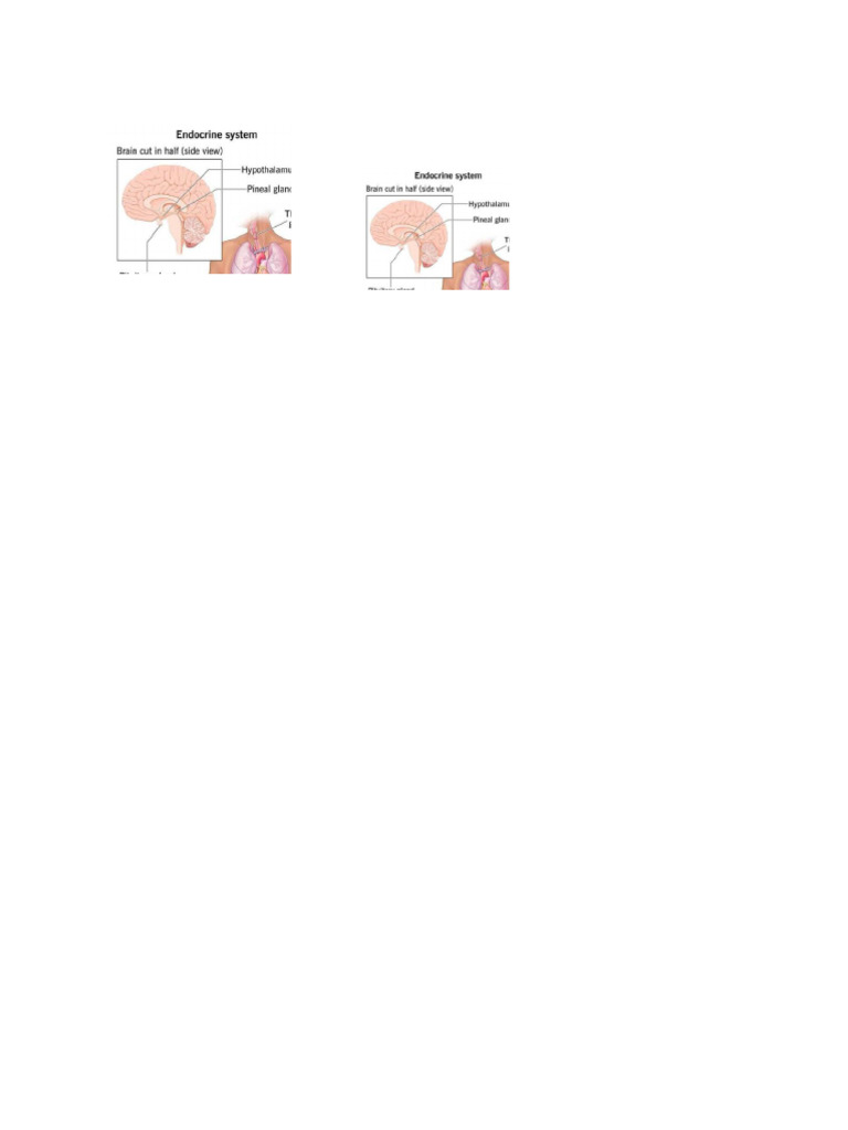 Brain Notes Pdf