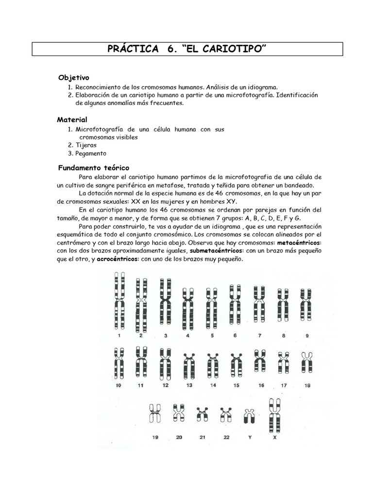 prc3a1ctica-6-estudio-de-un-cariotipo-guic3b3n-de-la-prc3a1ctica | PDF | Cariotipo | Cromosoma