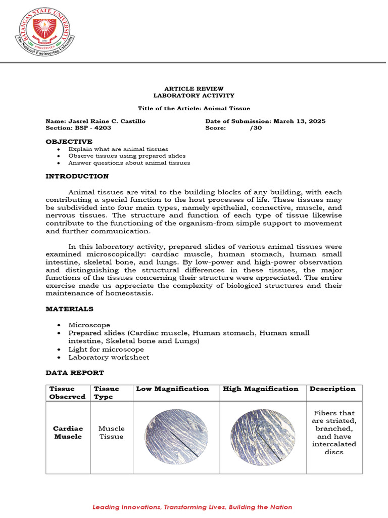 Castillo, JRC - BSP 4203 - Lab Report (Draft) - Animal Tissue | PDF | Human Body | Tissue (Biology)