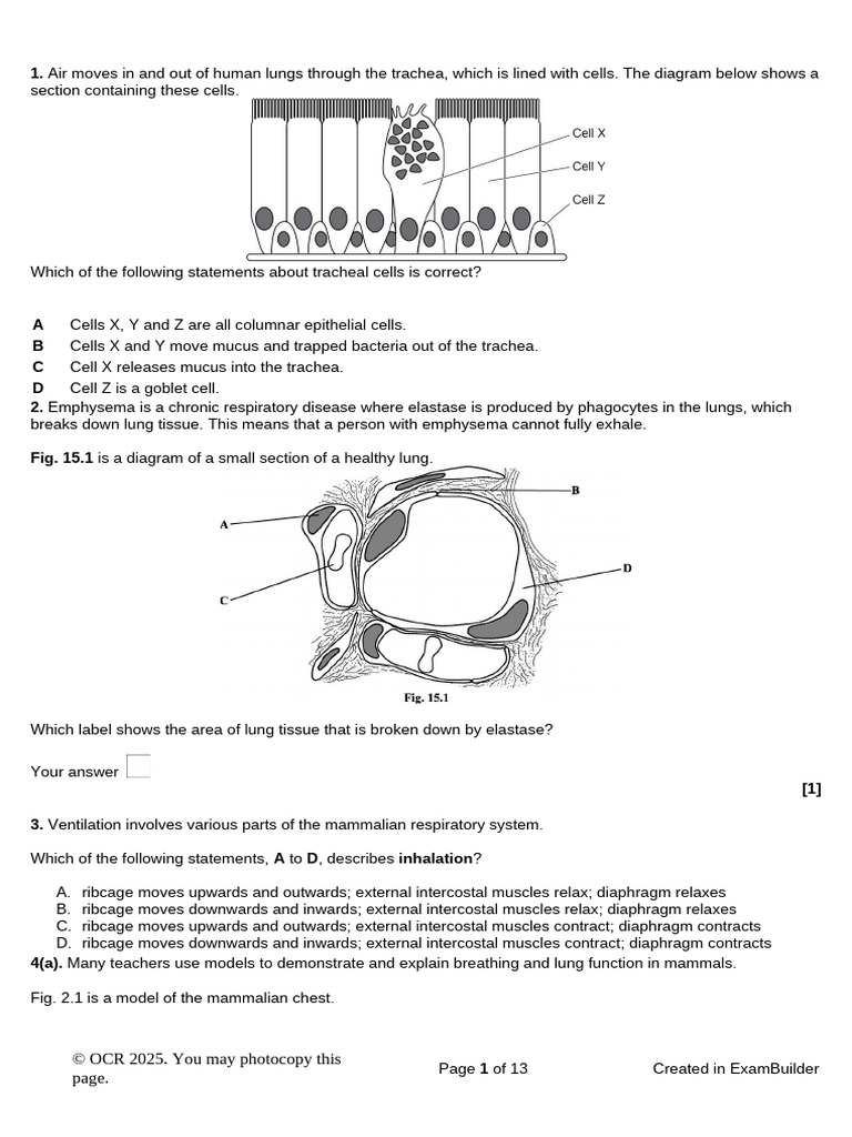Ventilation and Lung Structoc | PDF | Breathing | Respiratory Tract
