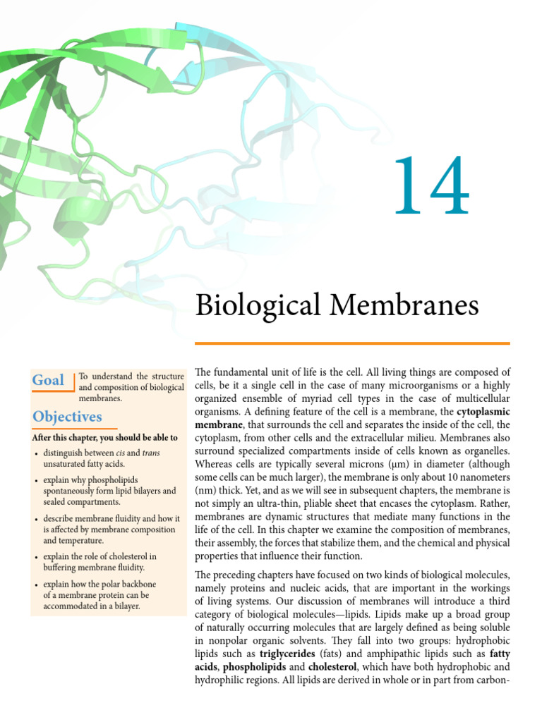 14 - Membrane Transport Revised 9-24-2018 | PDF | Cell Membrane | Alpha ...