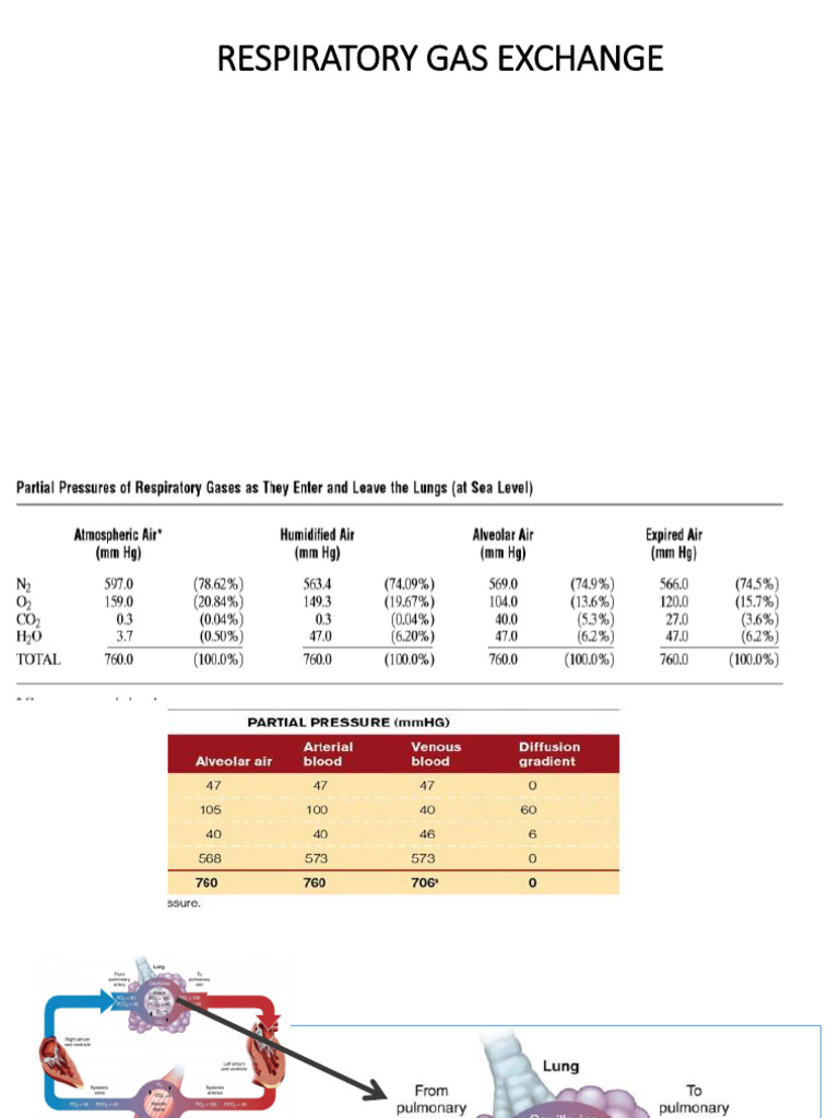 Respiratory Gas Exchange in The Lungs | PDF | Respiratory System ...