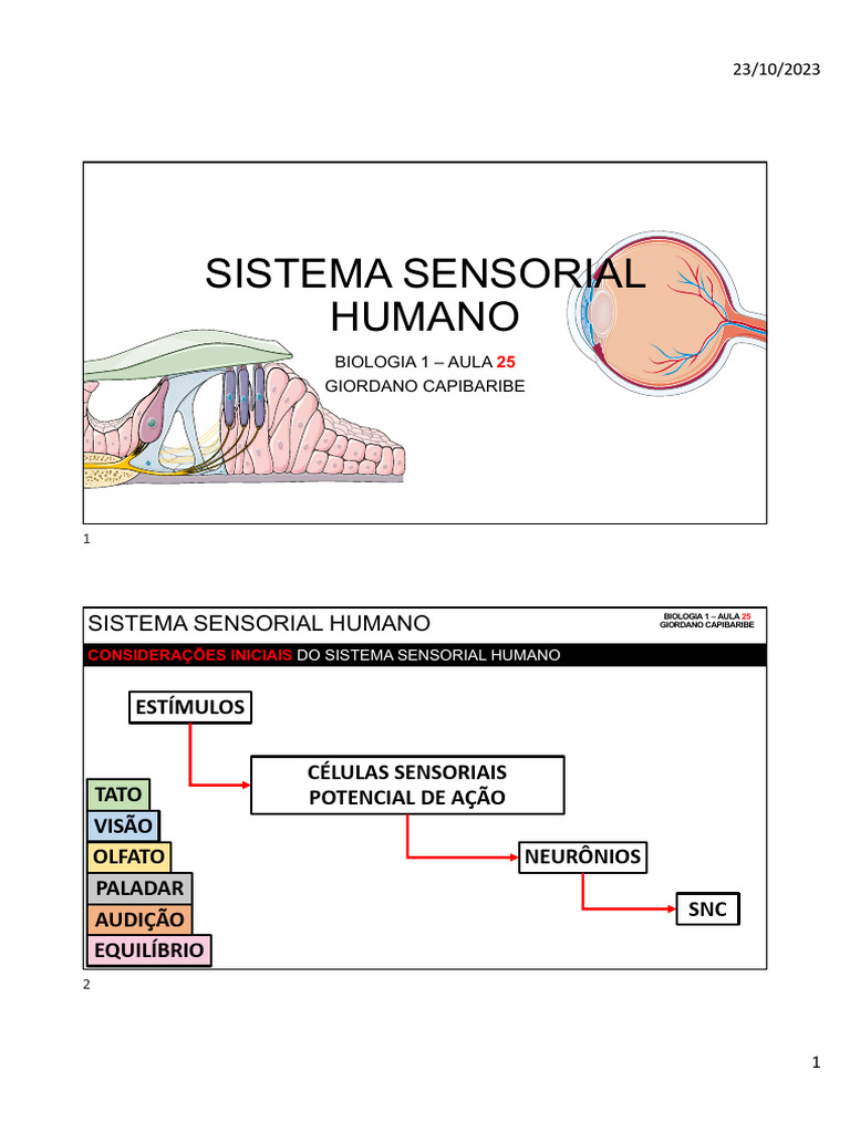 Sistema Sensorial Humano: Funções e Estruturas | PDF | Audição | Orelha