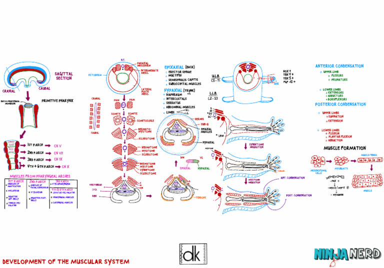 Muscular System | PDF