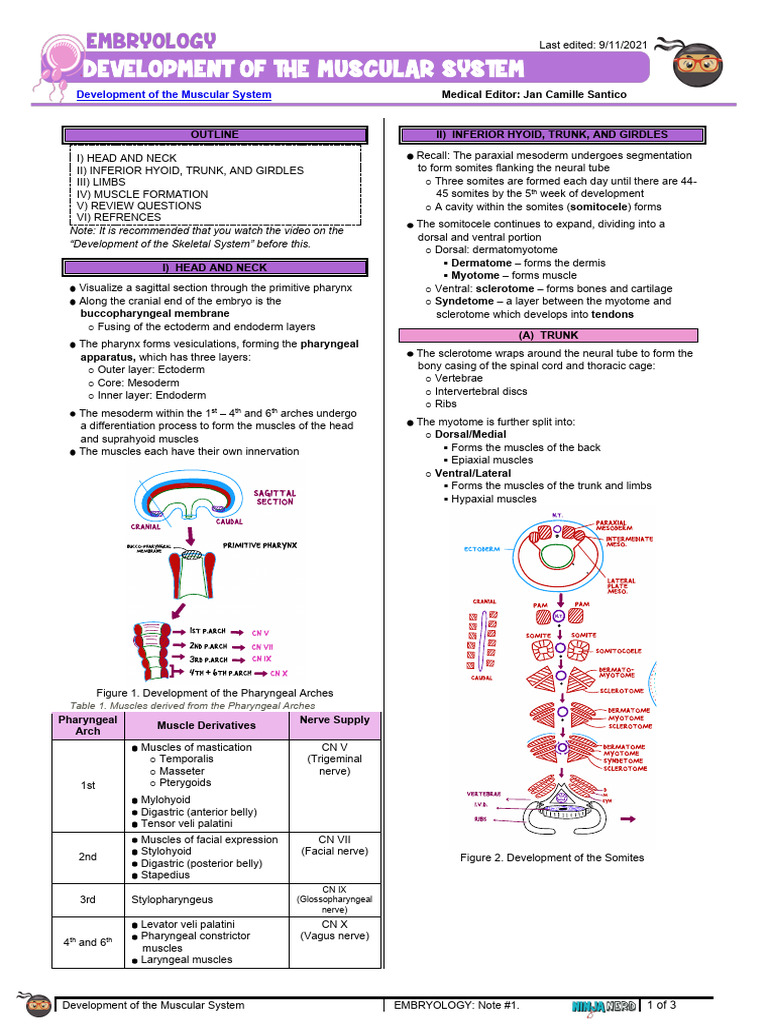 Muscular System Development Overview | PDF | Musculoskeletal System ...
