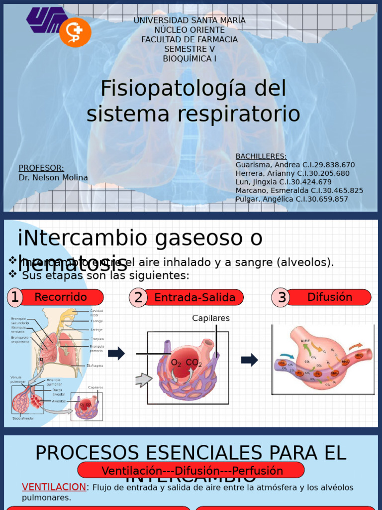 DIAPS ESME VENTILACION PULMONAR | PDF | Pulmón | Sistema respiratorio