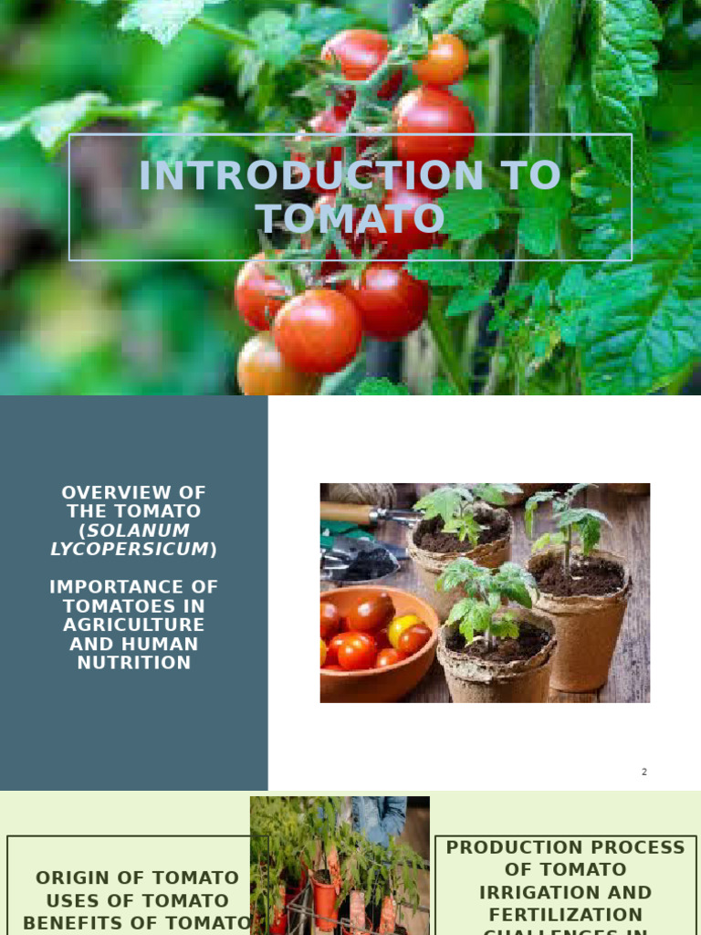 Introduction to Tomato | PDF | Tomato | Agriculture