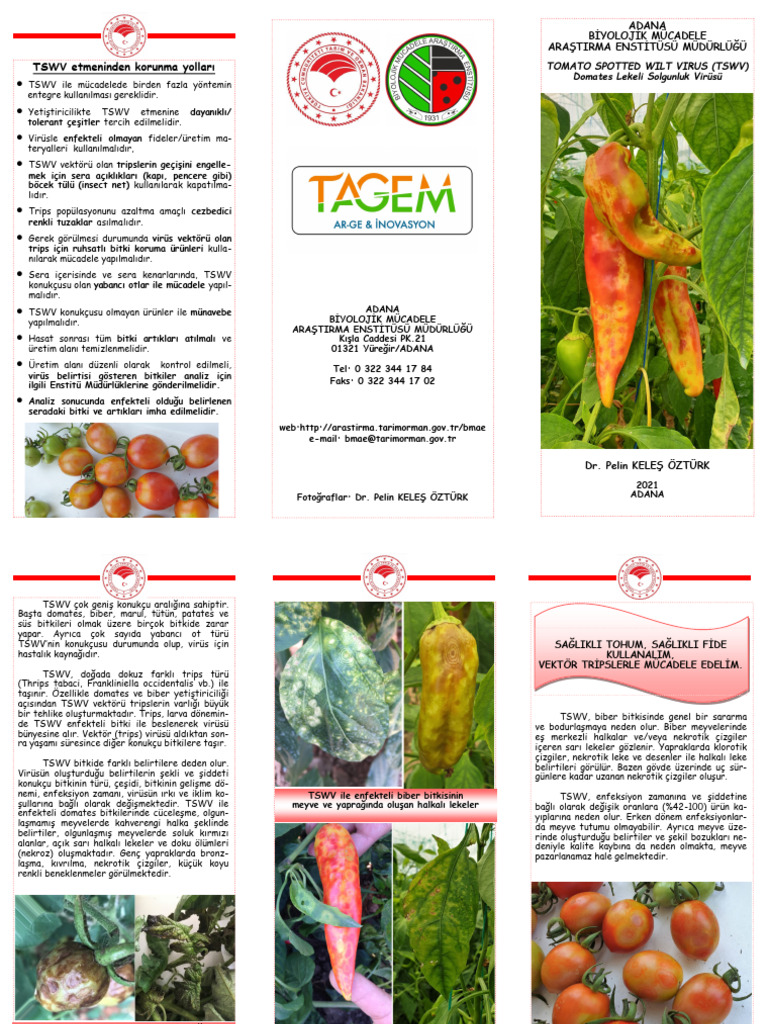 Tomato spotted wilt virus (TSWVV) LİFLET-BMAE 2021 | PDF