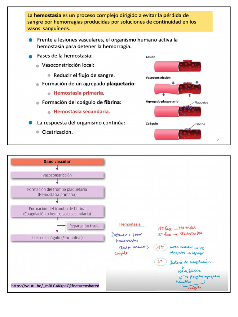 Diapos Hemato Plaquetas | PDF