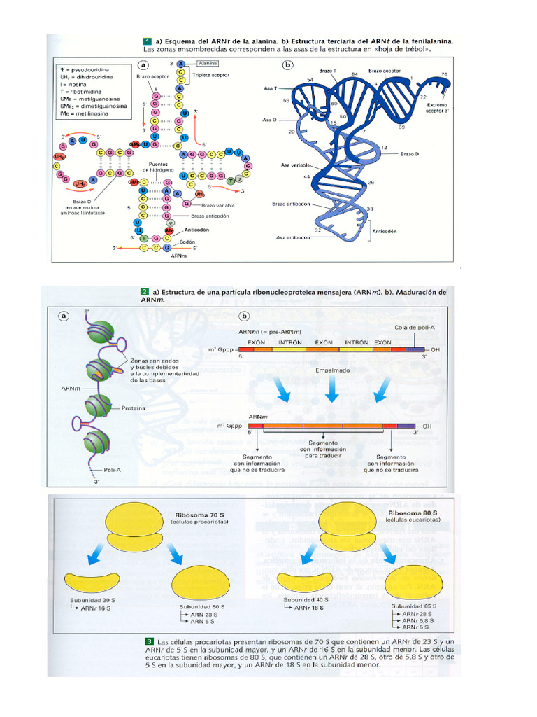 TIPOS DE ARN IMPRIMIR | PDF
