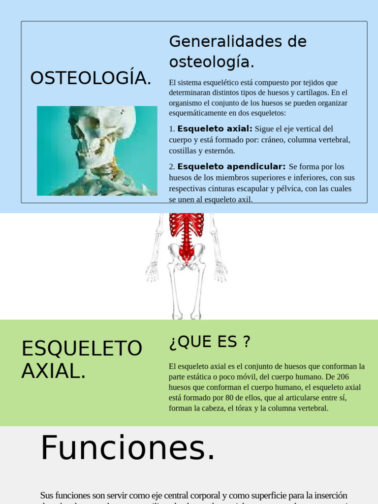 OSTEOLOGÍA. - Presentación - 084644 | PDF | Mano | Esqueleto