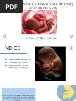 Cotiledones en la placenta y su función | PDF | Placenta | Parto