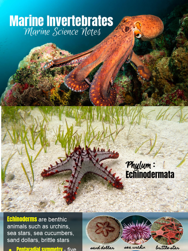 Marine Invertebrate Zoology Overview | PDF | Coral | Mollusca