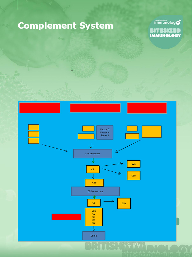 Complement System (1) | PDF | Complement System | Immune System