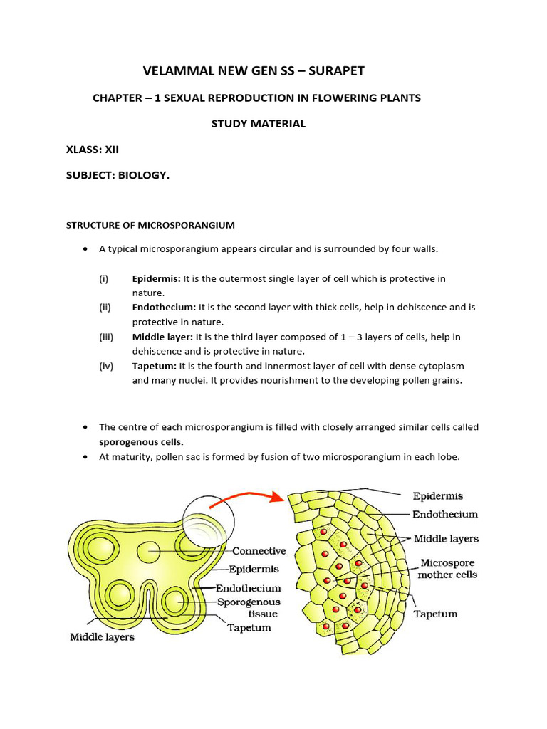 Brinjal Flower Reproduction Overview | PDF | Pollen | Seed