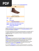 Huesos del pie: nombres y funciones | PDF | Pie | Hueso