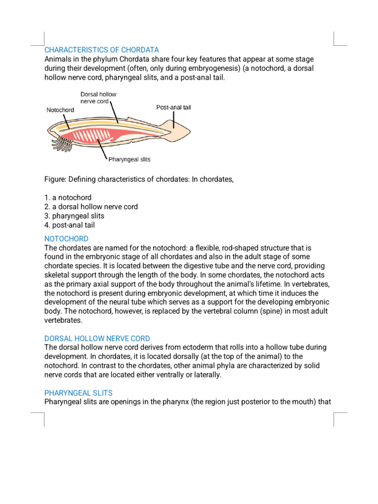 Key Features of Chordata Phylum | PDF | Vertebrates | Fish