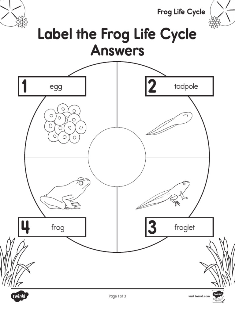Answers Frog Life Cycle Activity Booklet for K-2nd Grade | PDF