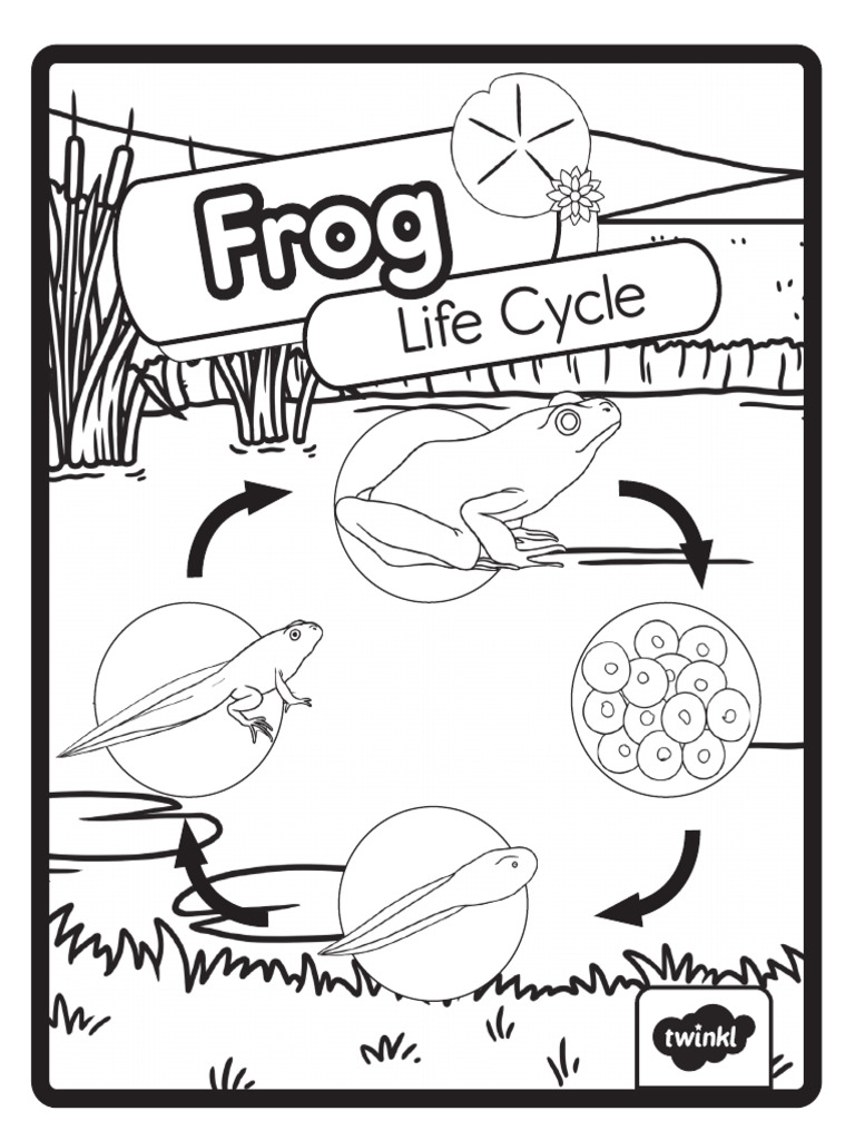 Frog Life Cycle Activities for Kids | PDF