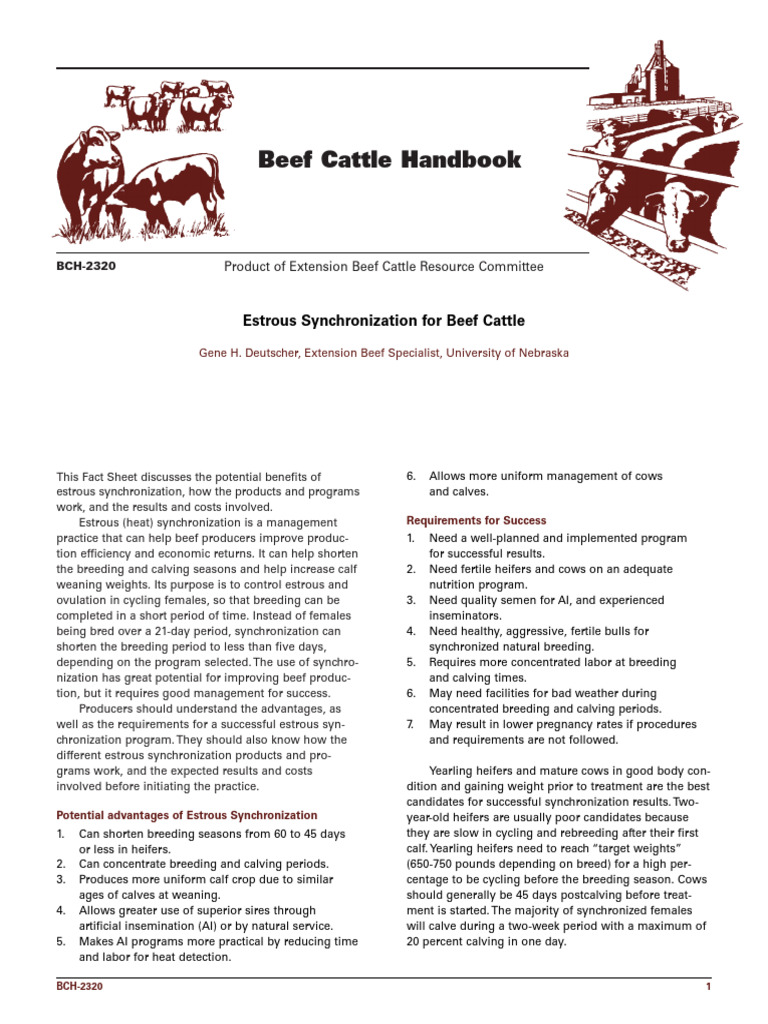 Estrous Synch For Beef Cattle | PDF | Cattle | Livestock