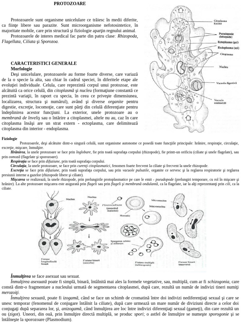 LP 1 - Parazitologie | PDF
