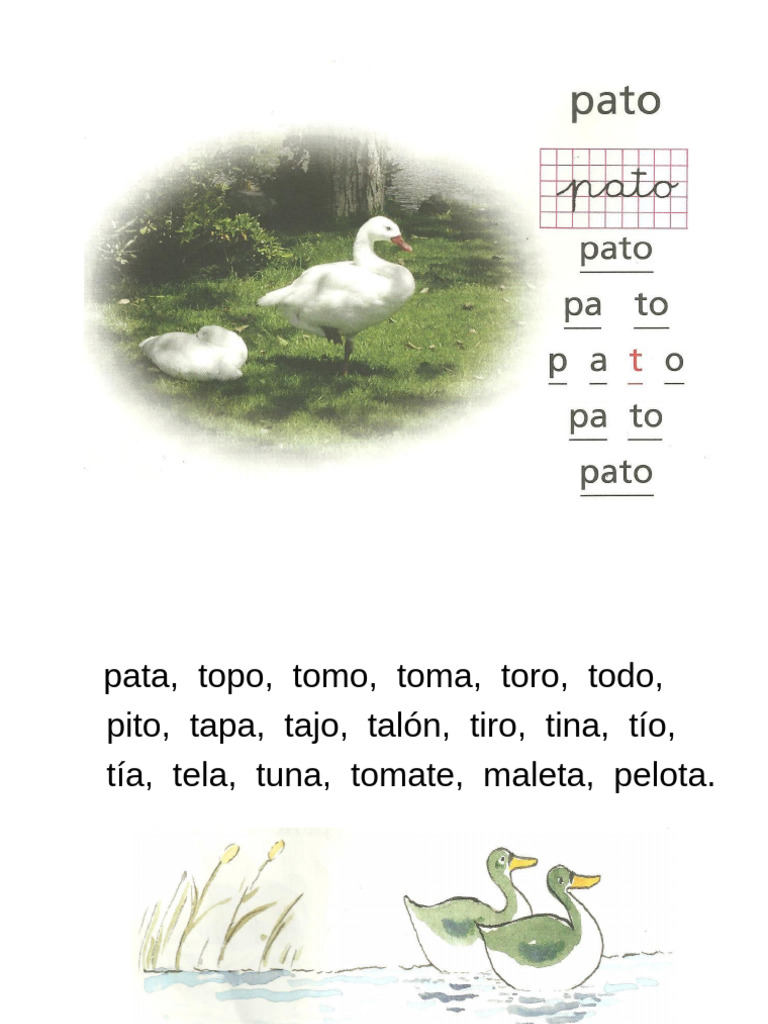 8 pato | PDF