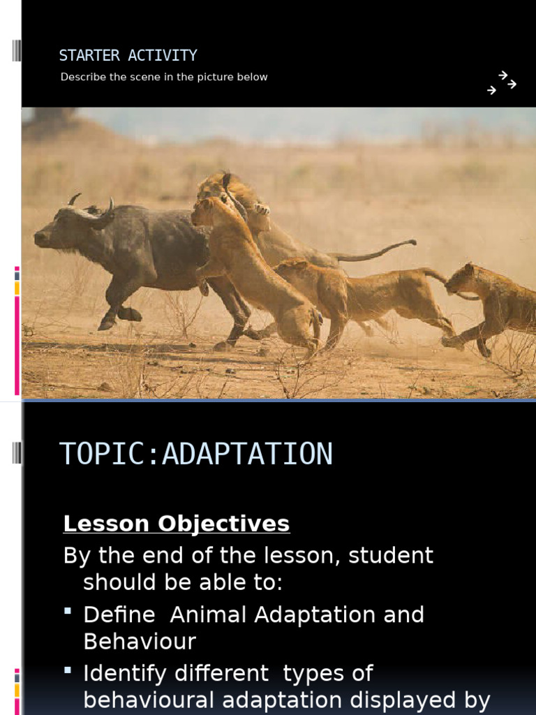 Understanding Animal Behavioral Adaptation | PDF