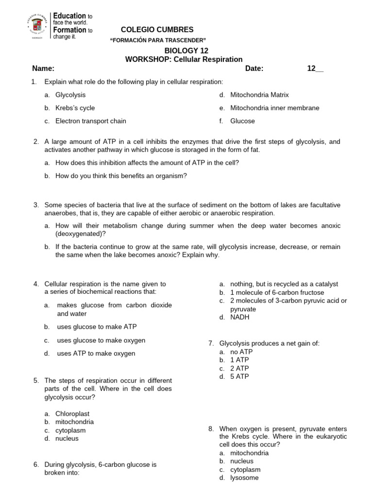 Cellular Respiration Workshop Guide | PDF | Cellular Respiration ...