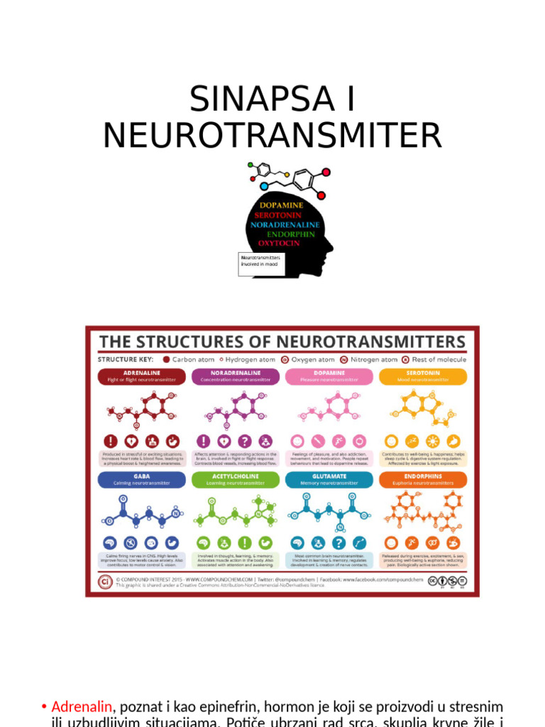 Sinapsa I Neurotransmiter | PDF