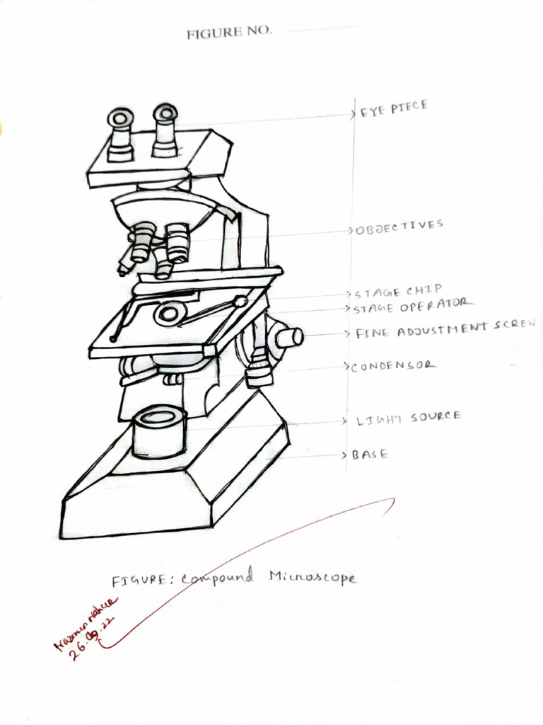 Pathology (Practical) | PDF