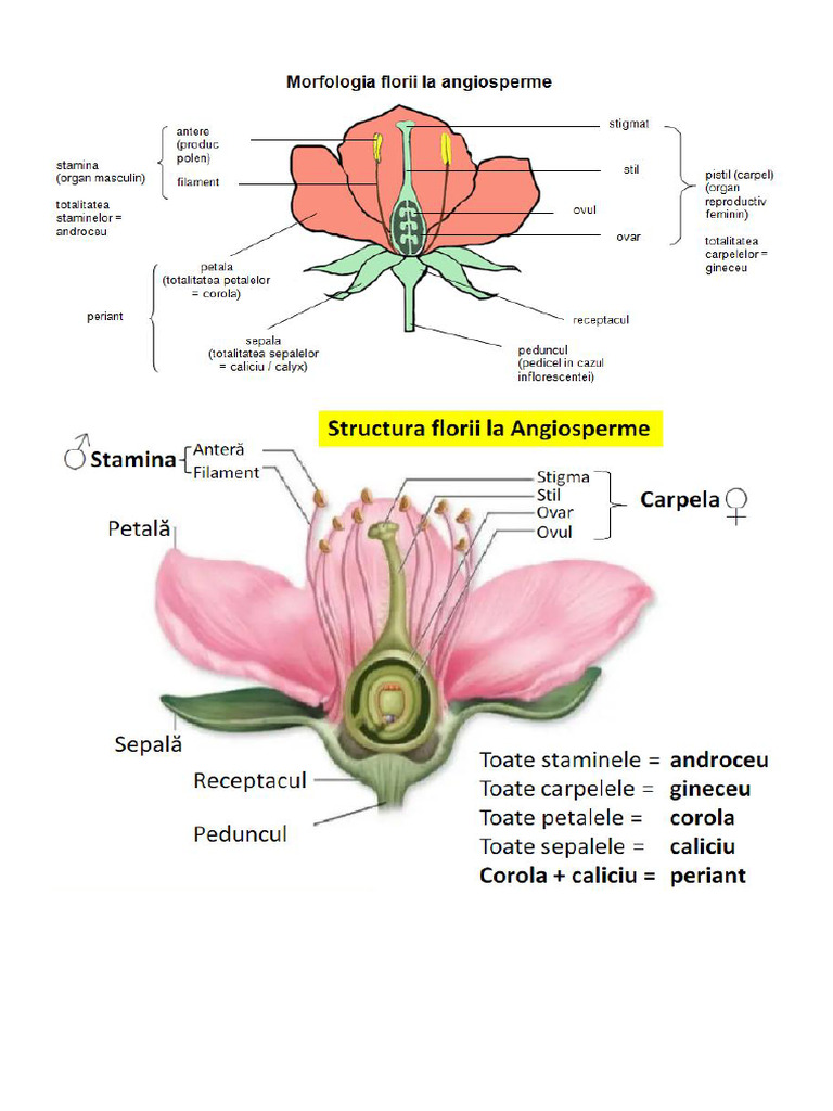 Structura Florii | PDF