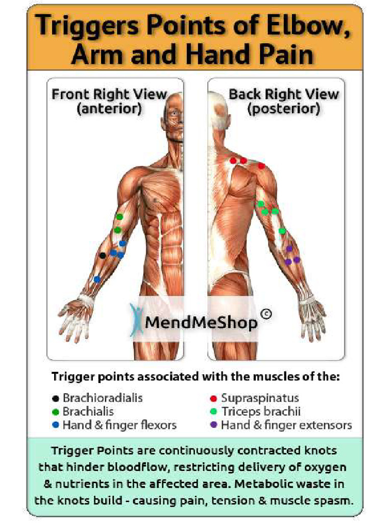 Trigger Points Elbow Arm Hand B LG | PDF
