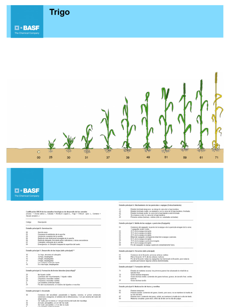 Escala BBCH trigo | PDF