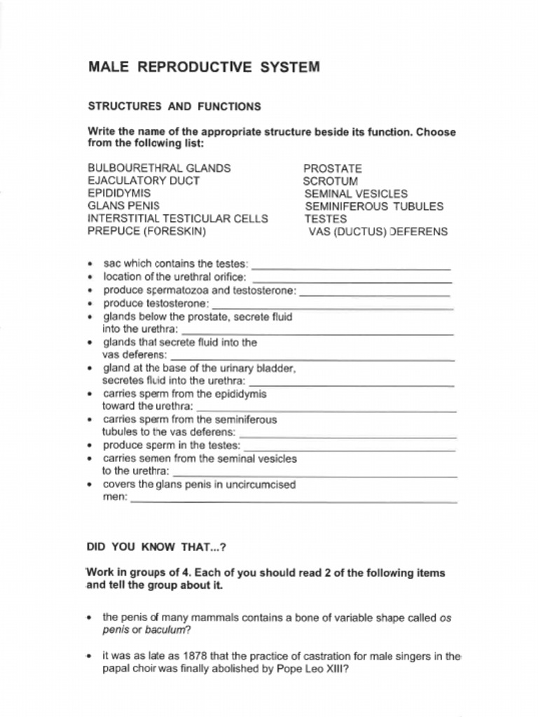 MALE REPRODUCTIVE SYSTEM Workbook | PDF
