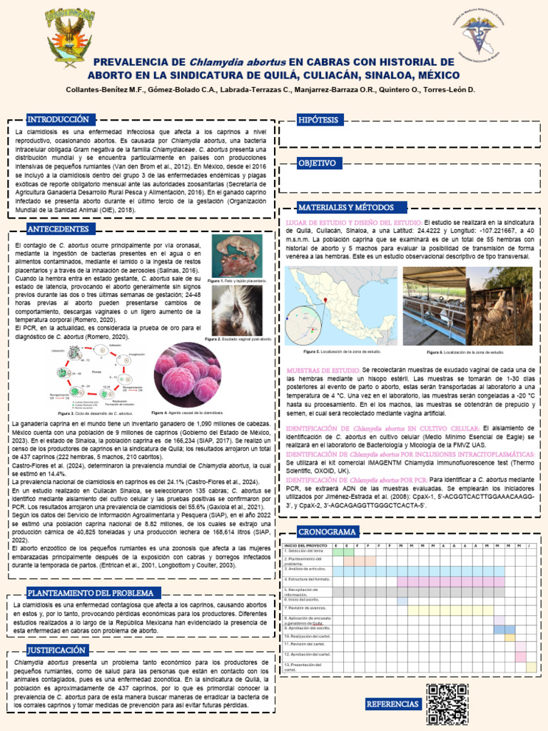 Prevalencia de Chlamydia abortus en Cabras | PDF | Aborto