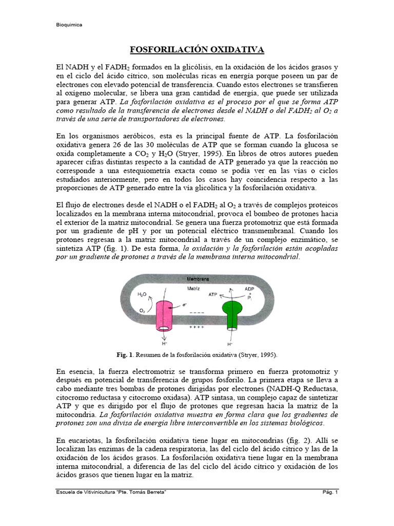 Fosforilacionoxidativa | PDF | Trifosfato de adenosina | Cadena de transporte de electrones