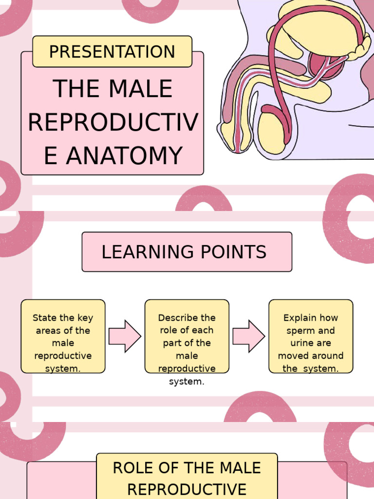 Male Reproductive Anatomy Bio Presentation Einstein | PDF