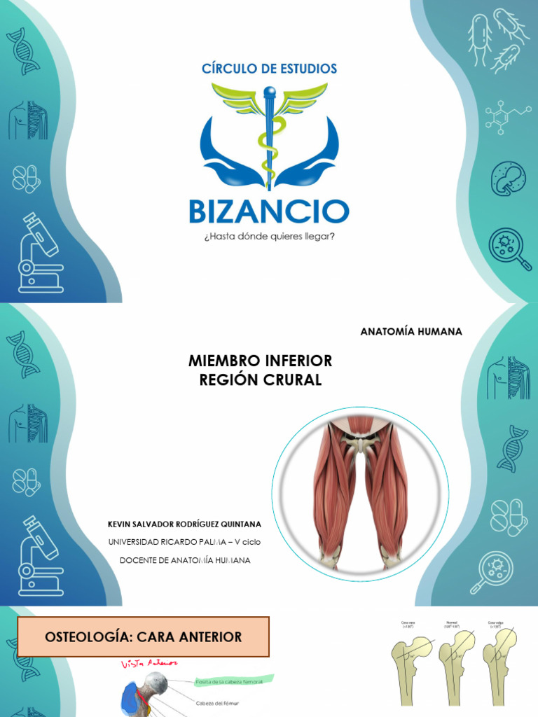 Anatomía de la Región Crural | PDF | Anatomía humana | Tejido suave